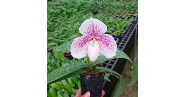 Орхидея Paph. Bellatulum x Diane Redfern - купить, доставка Украина